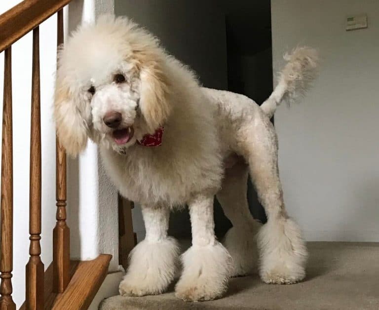 9 Labradoodle Haircuts: Which Hairstyle is Best for Your Pet? - K9 Web