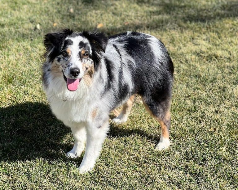 Australian Shepherd Growth Chart (Standard & Mini Aussie) – The ...