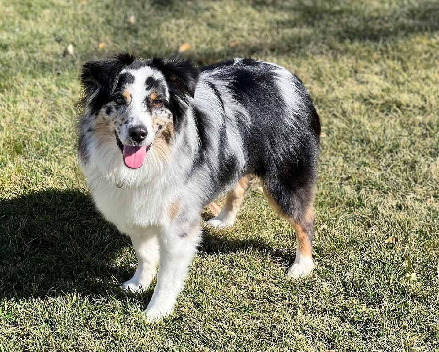 Australian Shepherd Growth Chart (Standard & Mini Aussie) – The ...