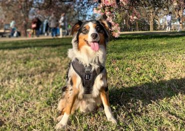 Australian Shepherd Growth Chart (Standard & Mini Aussie) – The ...