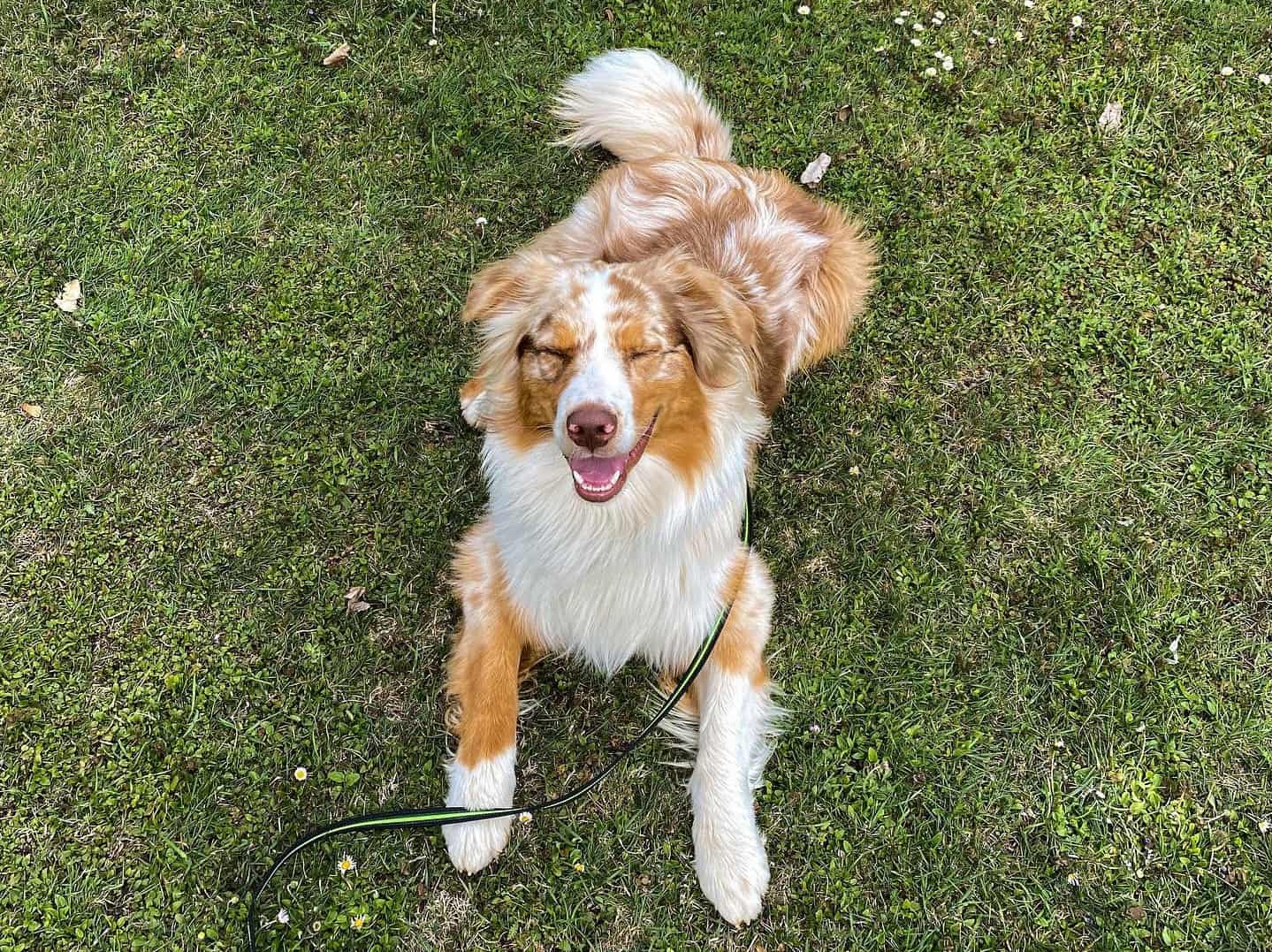 Australian Shepherd Growth Chart (Standard & Mini Aussie) – The ...