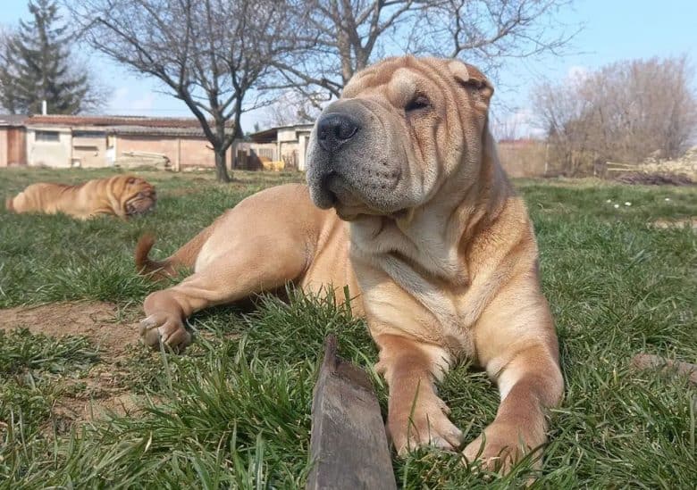 Shar Pei Price: How Much Should You Pay for this Wrinkled Dog? - K9 Web