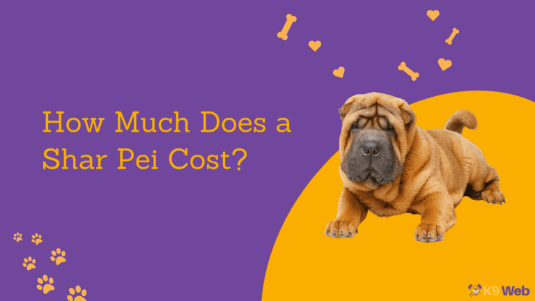 Shar Pei Price: How Much Should You Pay for this Wrinkled Dog? - K9 Web