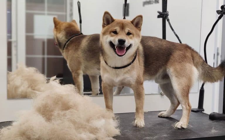 Shiba Inu Colors: The Standard & Rare Shiba Dog Coat Colors - K9 Web