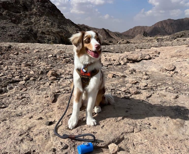 Australian Shepherd Growth Chart (Standard & Mini Aussie) – The ...