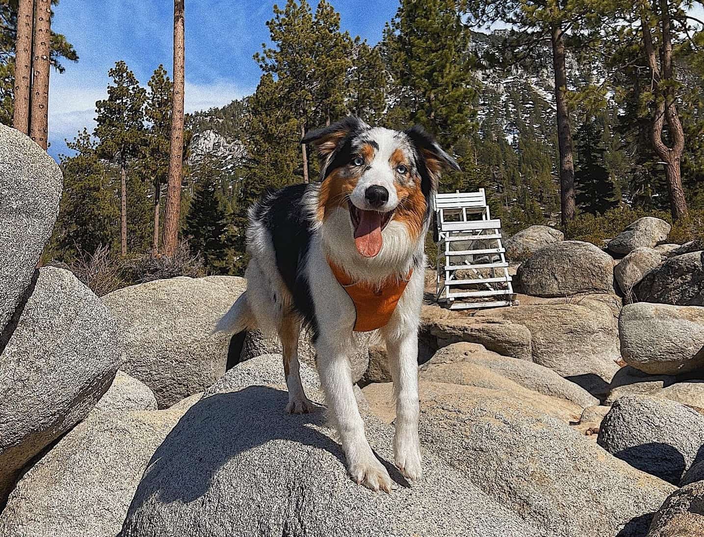 Australian Shepherd Growth Chart (Standard & Mini Aussie) – The ...