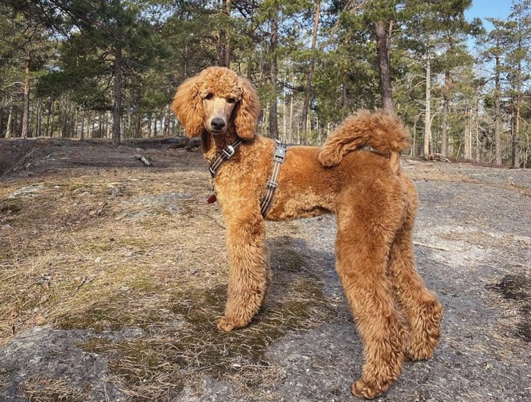 Standard Poodle Growth and Weight Chart (Male & Female) - K9 Web