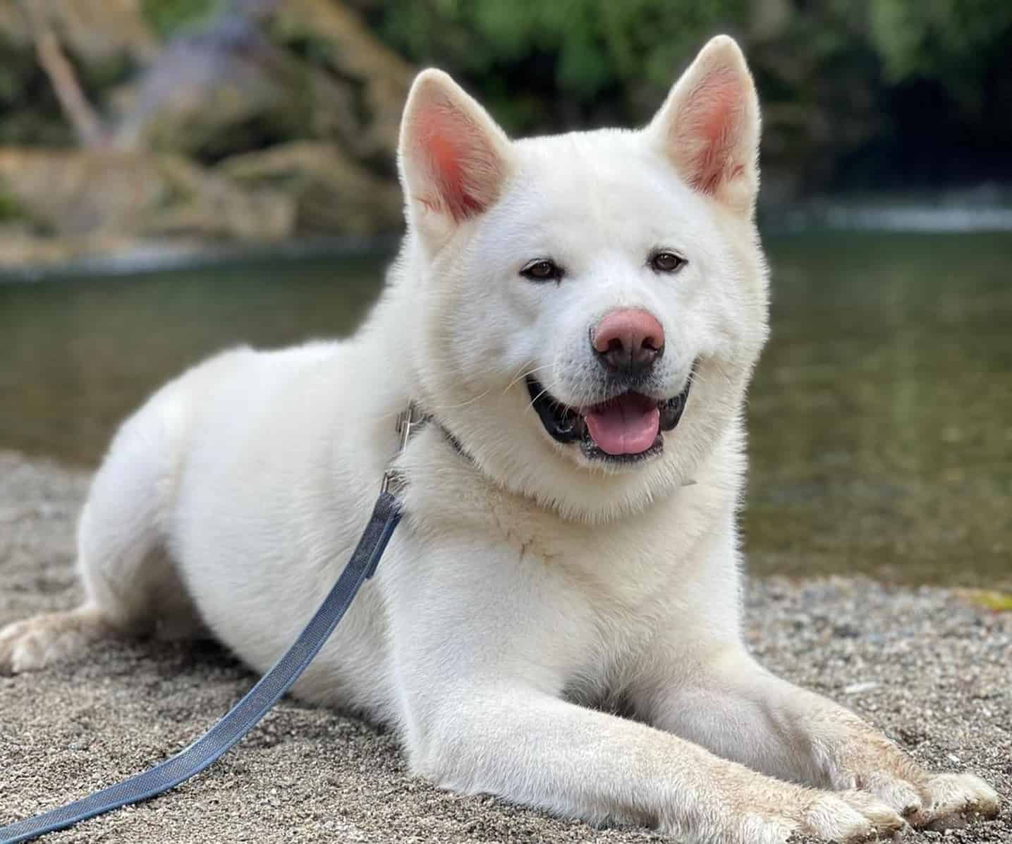 Akita Price: How Much is an Akita Inu Puppy? - K9 Web