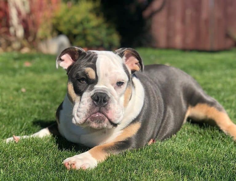 English Bulldog Colors: The Standard & Rare Bulldog Coat Colors - K9 Web