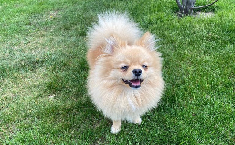 Types of Pomeranians: 3 Different Types of Pom Dogs - K9 Web