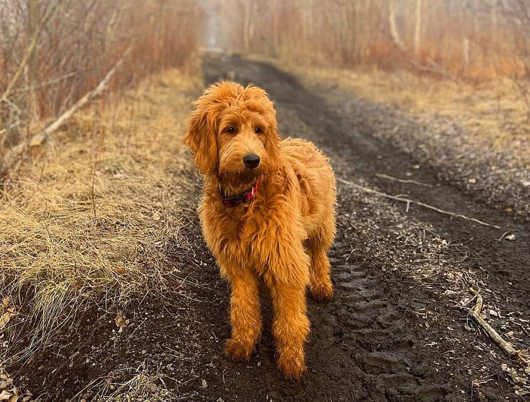 Goldendoodle Price: How Much Will You Pay for a Goldendoodle Puppy ...