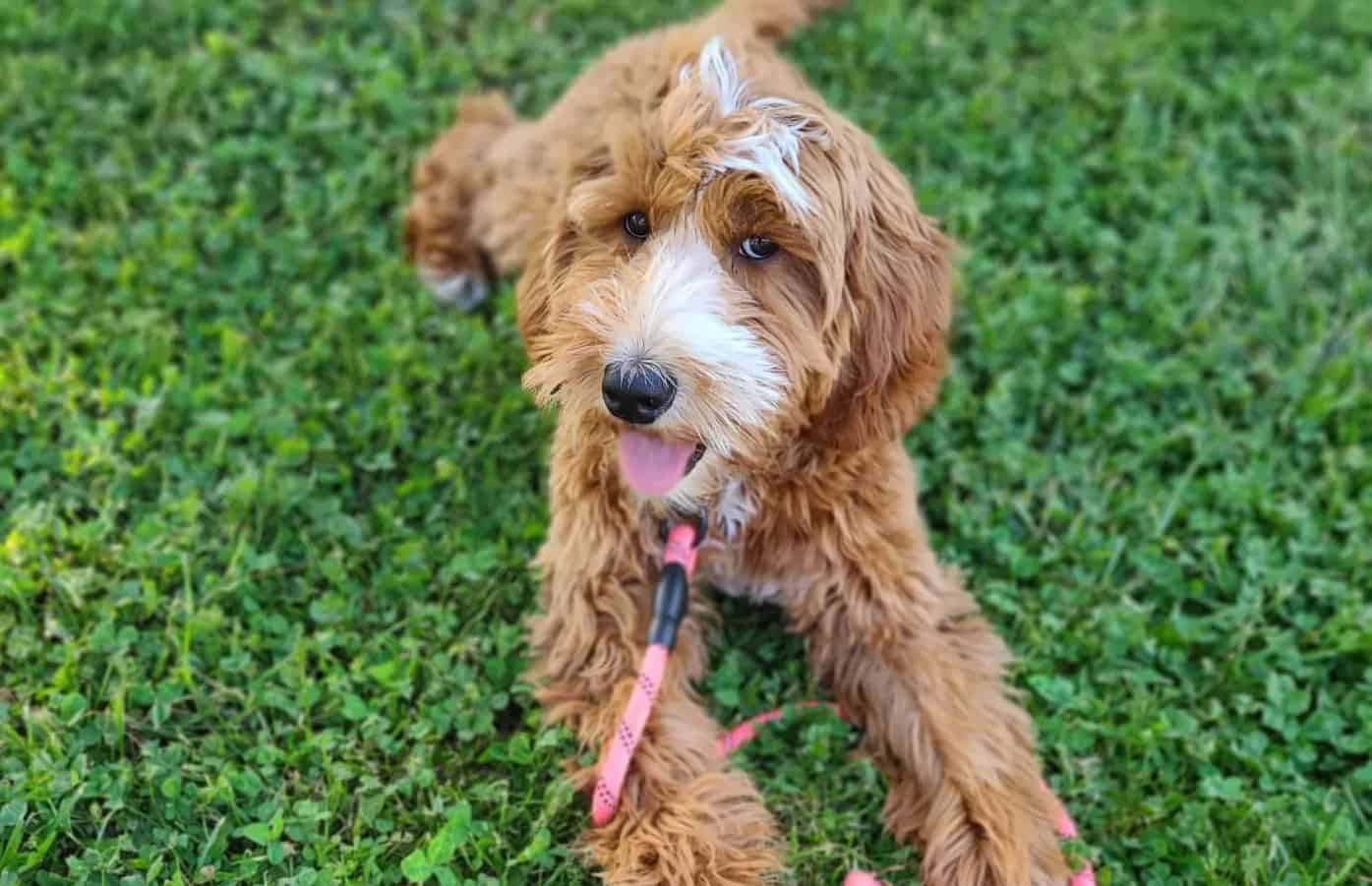 Goldendoodle Price: How Much Will You Pay for this Low-Shedding Puppy ...