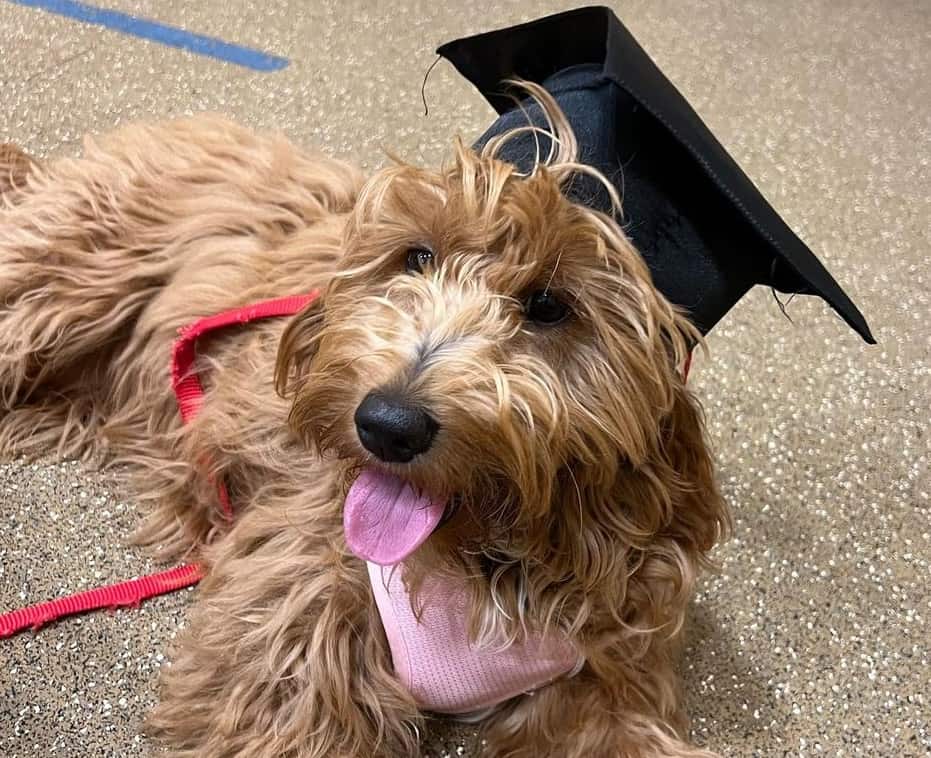 Goldendoodle Price: How Much Will You Pay for a Goldendoodle Puppy ...