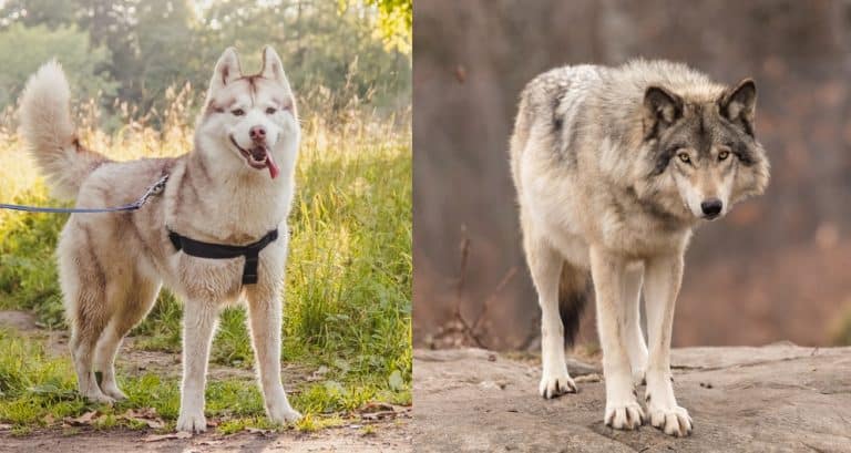 Husky vs Wolf: Why Do Huskies Look Like Gray Wolves? - K9 Web
