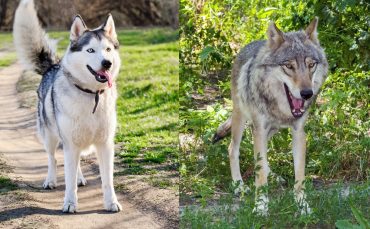 Husky vs Wolf: Why Do Huskies Look Like Gray Wolves? - K9 Web