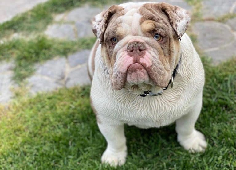 English Bulldog Colors: The Standard & Rare Bulldog Coat Colors - K9 Web