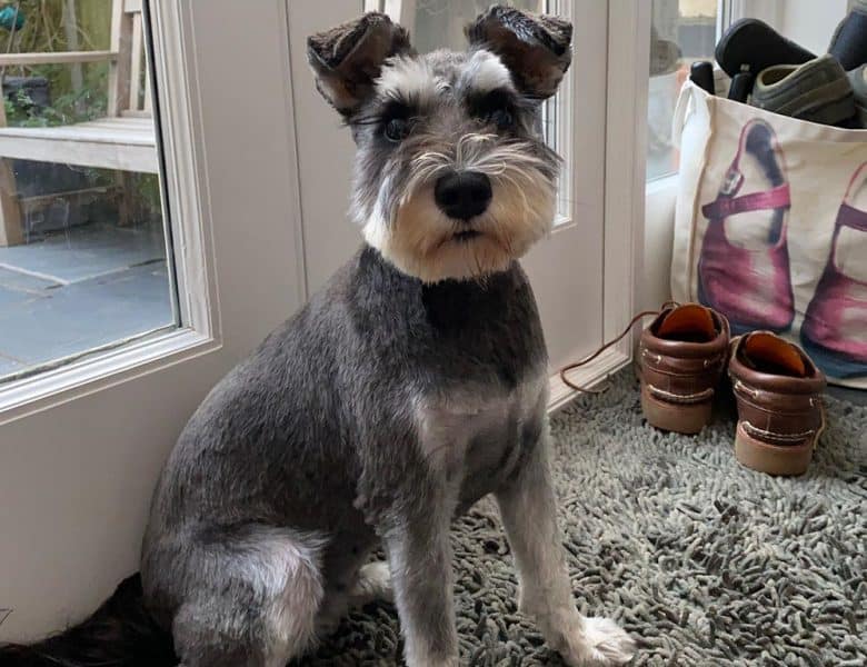 Which Schnauzer Haircut is Best For My Dog? - K9 Web