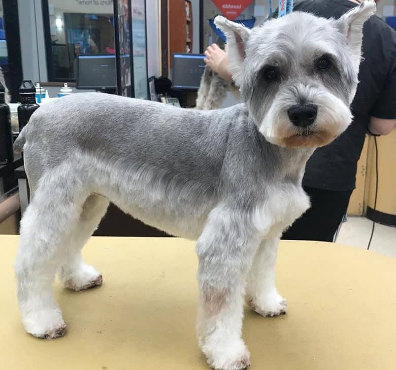 Which Schnauzer Haircut is Best For My Dog? - K9 Web