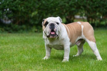 English Bulldog Growth and Weight Chart (Male & Female) - K9 Web