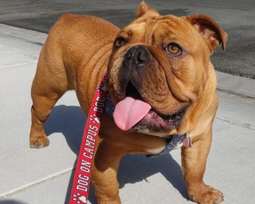 English Bulldog Colors: The Standard & Rare Bulldog Coat Colors - K9 Web