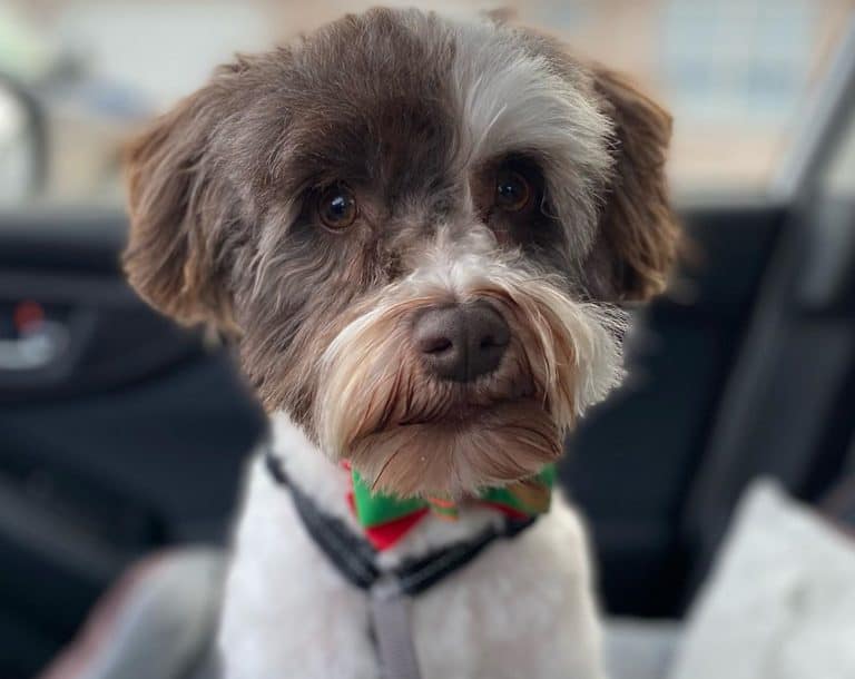 Which Schnauzer Haircut is Best For My Dog? - K9 Web