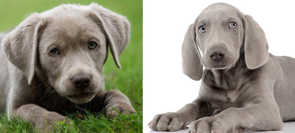 Silver Lab vs Weimaraner: Which is a Better Family Dog? - K9 Web