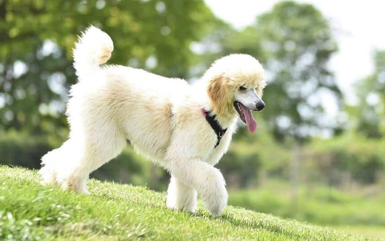 Standard Poodle Growth and Weight Chart (Male & Female) - K9 Web