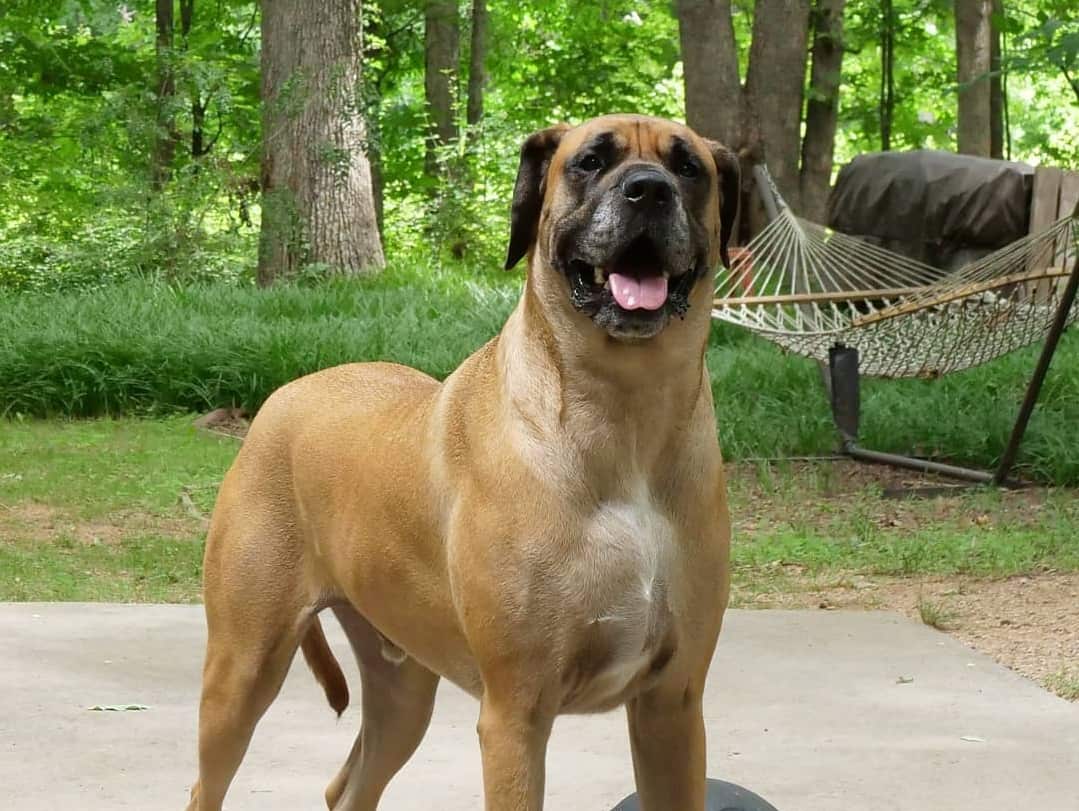 Are American Mastiffs Healthy Dogs