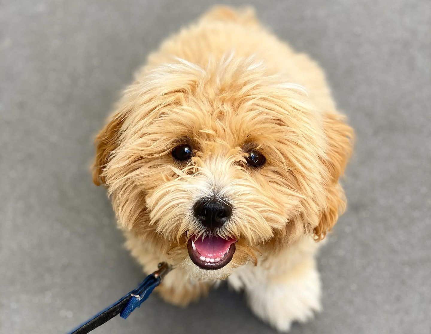 What Is A Lhasa Apso Poodle