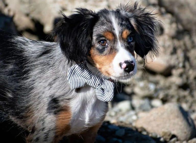 Breeds Archive - K9 Web