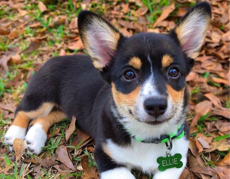 Corgi Colors: The Standard & Rare Corgi Coat Colors - K9 Web