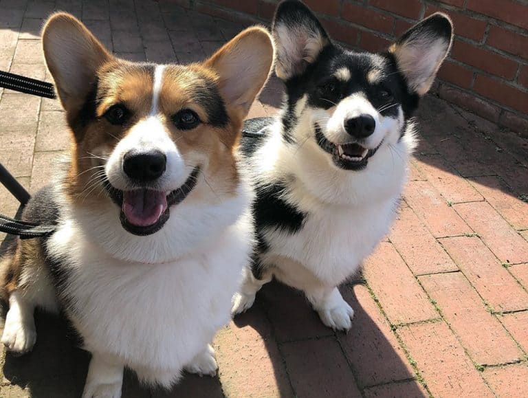 Corgi Colors: The Standard & Rare Corgi Coat Colors - K9 Web