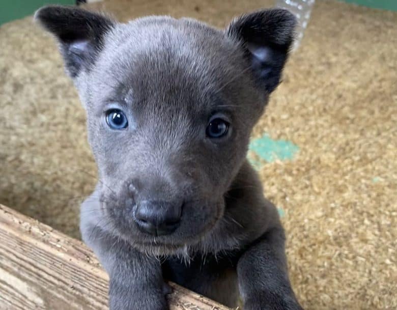 Belgian Malinois Colors: The Standard & Rare Mal Dog Coat Colors - K9 Web