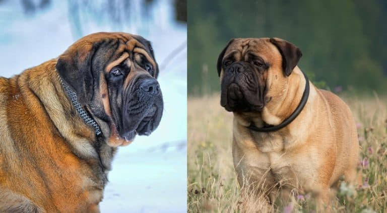 Bullmastiff VS English Mastiff: The Key Differences in Look ...