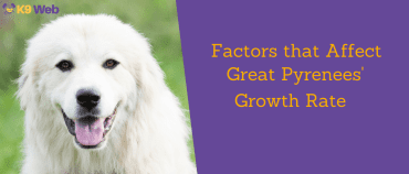 Great Pyrenees Growth and Weight Chart (Male & Female) – The Complete ...