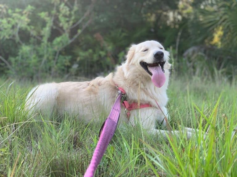 Great Pyrenees Growth and Weight Chart (Male & Female) – The Complete ...