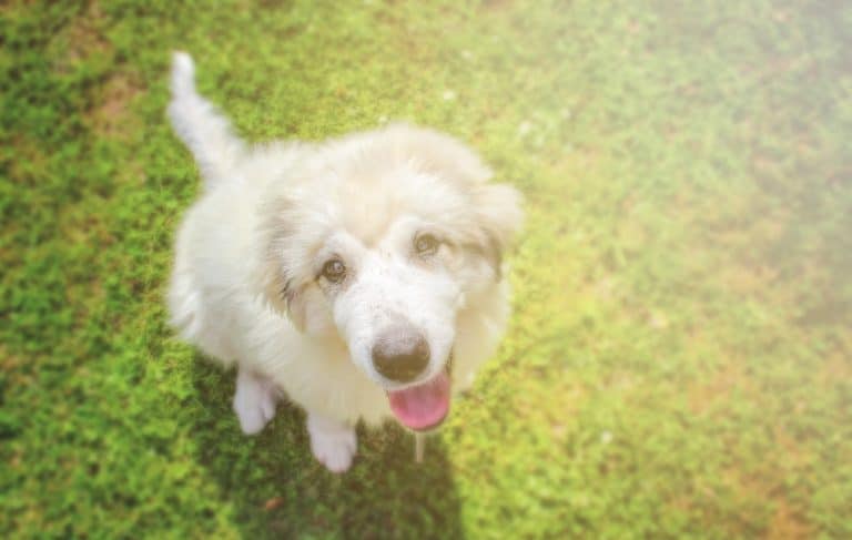 Great Pyrenees Price: How Much Should You Pay for a Great Pyrenees Dog ...