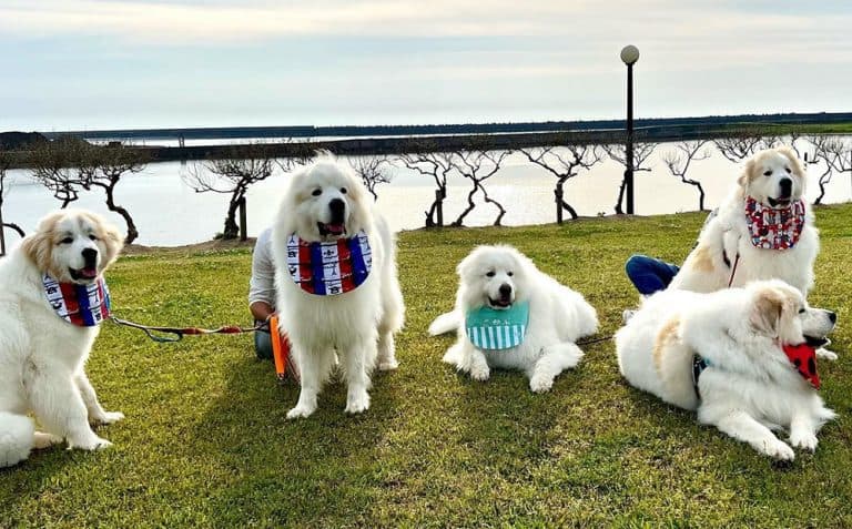 Great Pyrenees Price: How Much is a Pyrenean Dog? - K9 Web