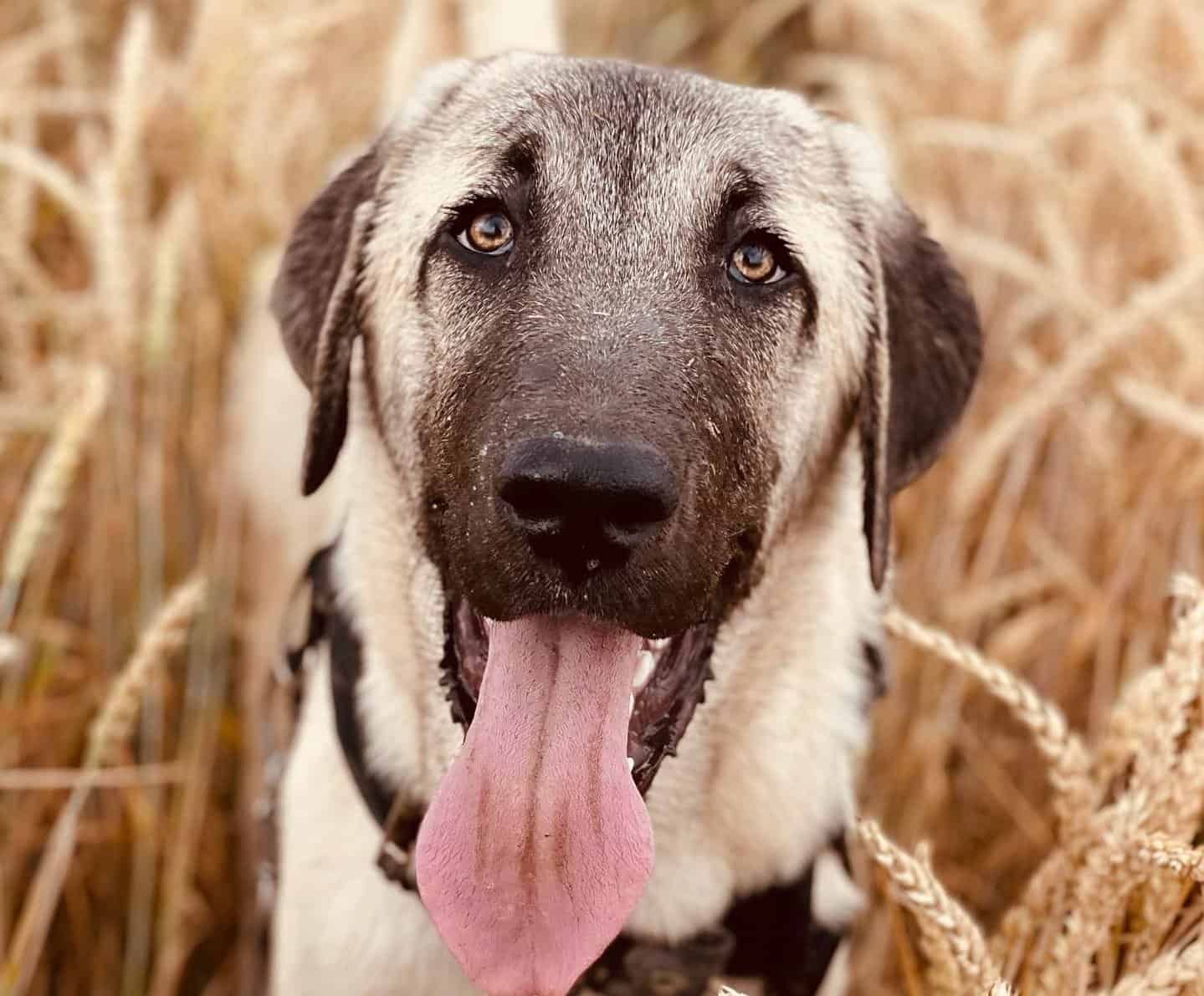 Kangal Dog Price: How Much is a Kangal Shepherd Puppy? - K9 Web