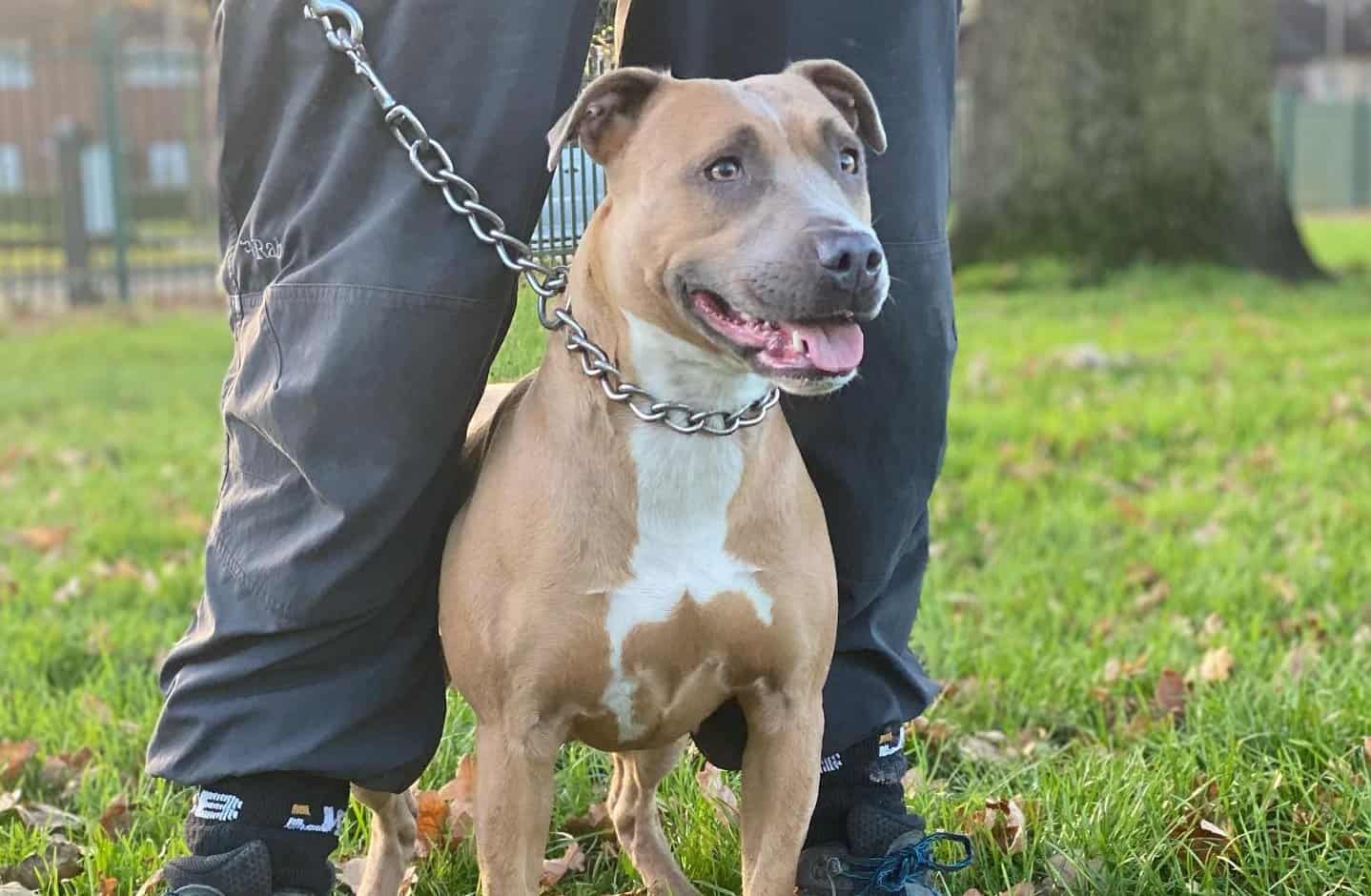 Breeds Archive - K9 Web