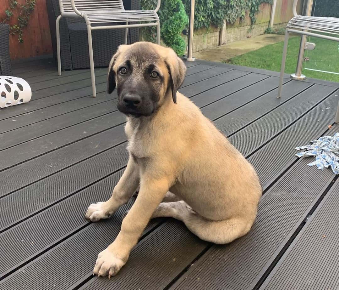 Kangal Dog Price: How Much is a Kangal Shepherd? - K9 Web