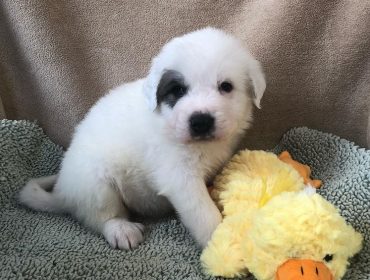 Great Pyrenees Growth and Weight Chart (Male & Female) – The Complete ...