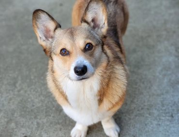 Corgi Colors: The Standard & Rare Corgi Coat Colors - K9 Web