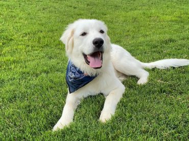 Great Pyrenees Growth and Weight Chart (Male & Female) – The Complete ...