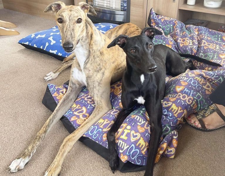 Whippet VS Greyhound: The Key Differences in Look and Temperament - K9 Web
