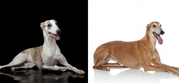 Whippet VS Greyhound: The Key Differences in Look and Temperament - K9 Web