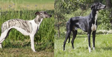 Whippet VS Greyhound: The Key Differences in Look and Temperament - K9 Web