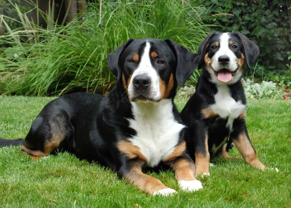 Breeds Archive - K9 Web