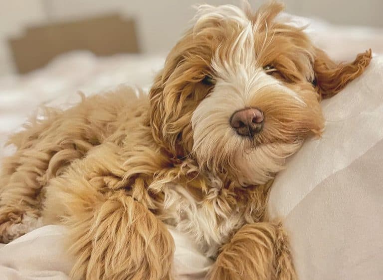 Labradoodle Colors: The Standard & Rare Lab Poodle Coat Colors - K9 Web