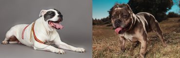 American Bully VS American Bulldog: What’s The Difference? - K9 Web